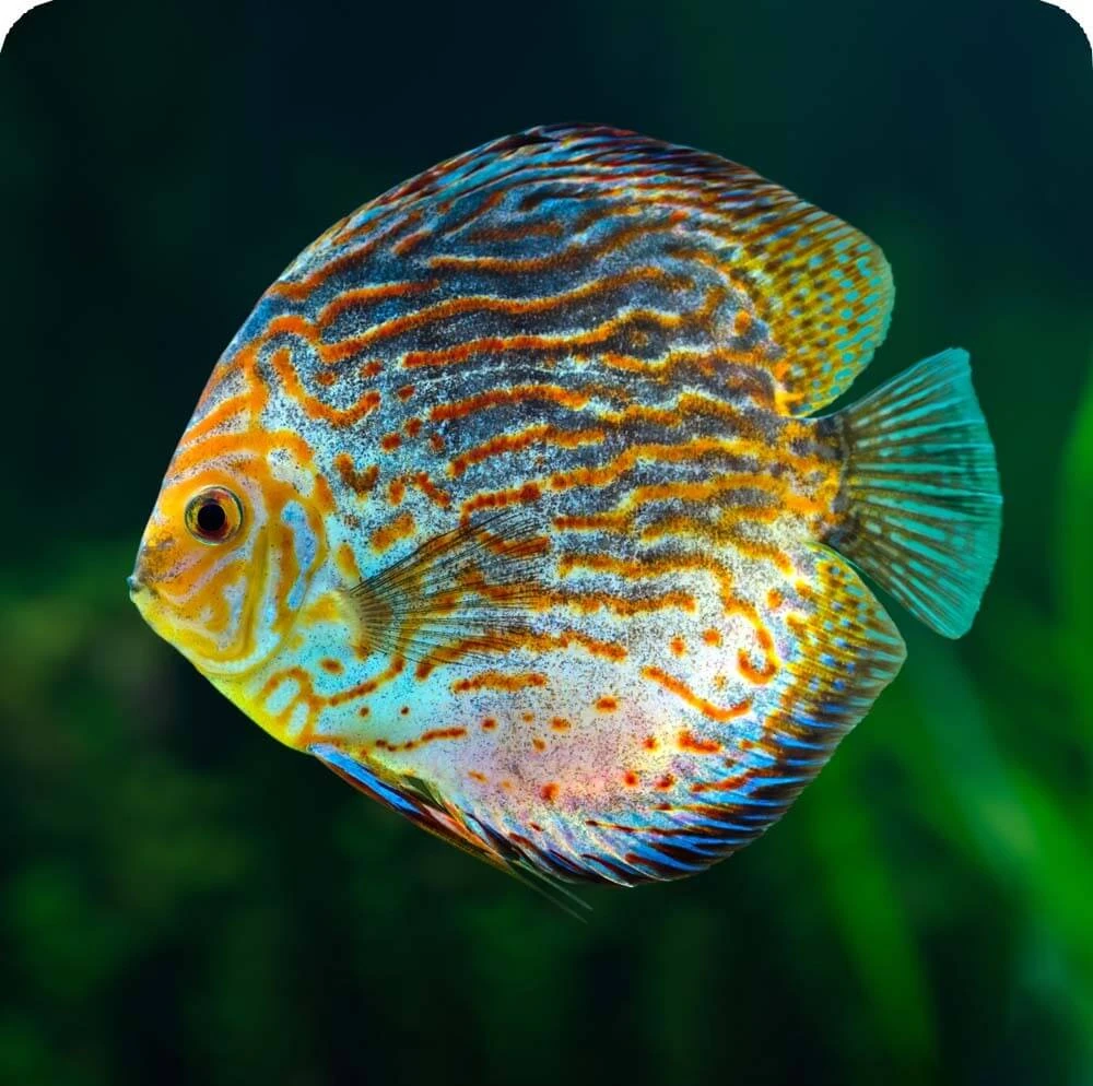 Pompadour Fish | Cards, the Universe and Everything Wiki | Fandom