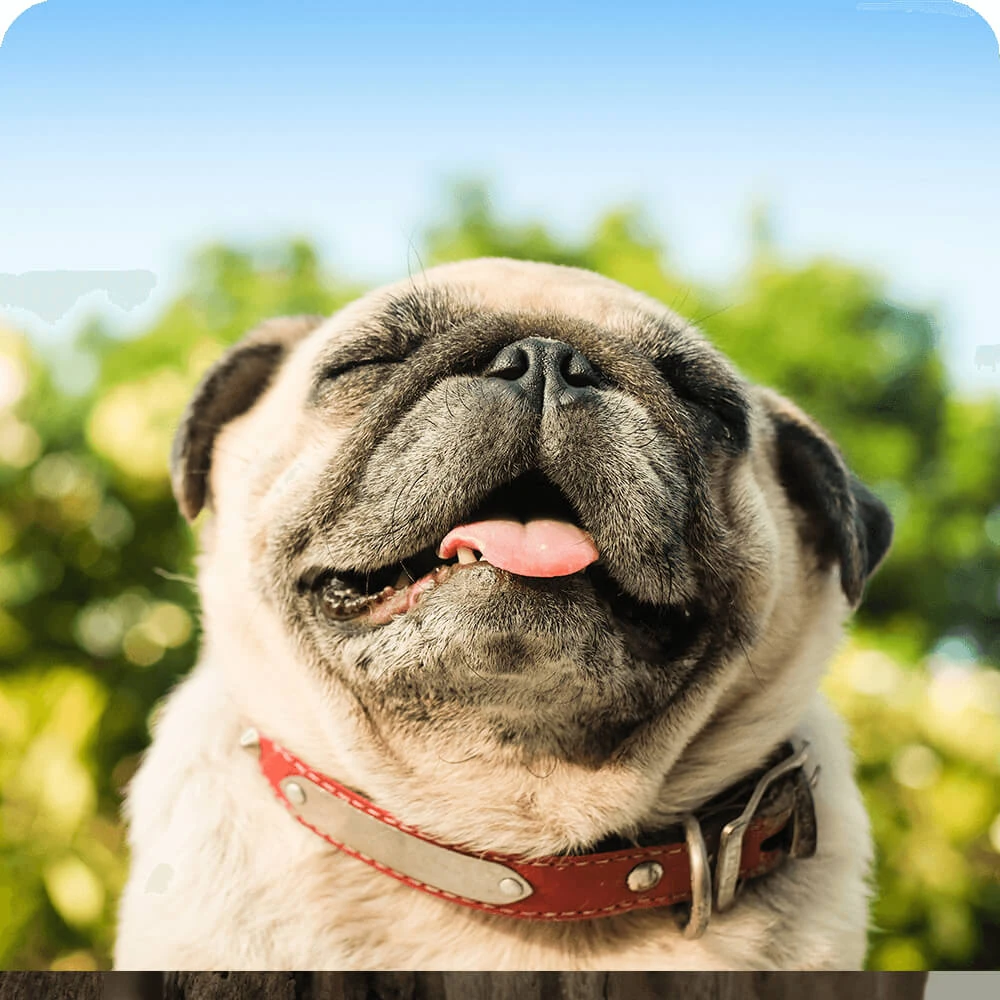 Pug | Cards, the Universe and Everything Wiki | Fandom