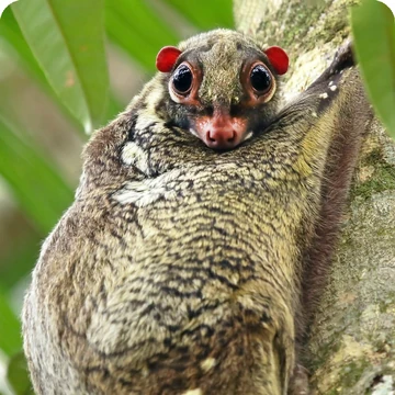 Colugo Flying