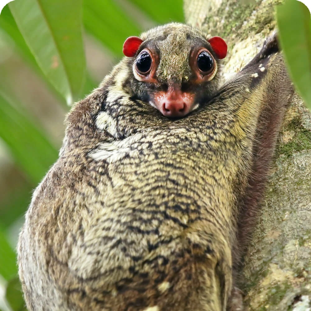 Sunda Colugo | Cards, the Universe and Everything Wiki | Fandom