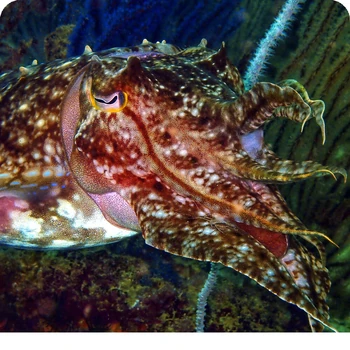 Reaper Cuttlefish | Cards, the Universe and Everything Wiki | Fandom