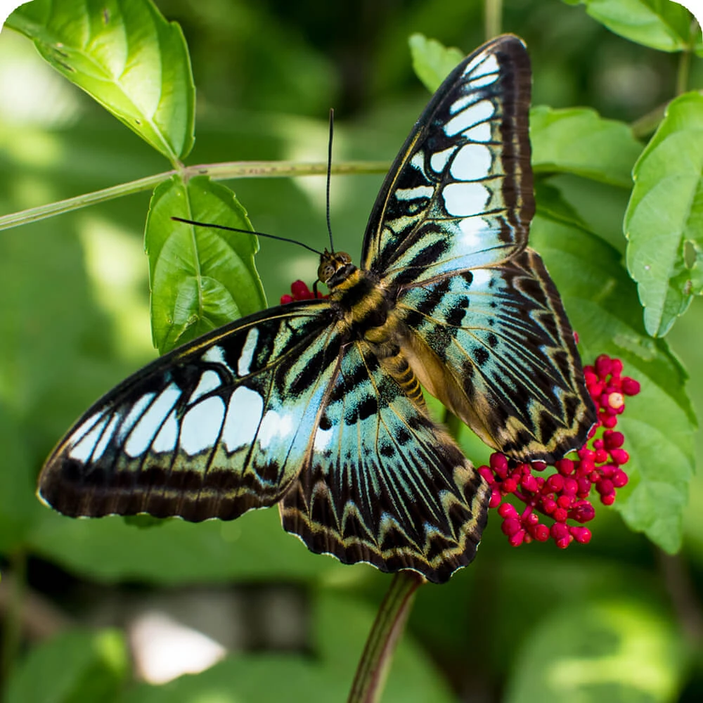 Blue Clipper | Cards, the Universe and Everything Wiki | Fandom