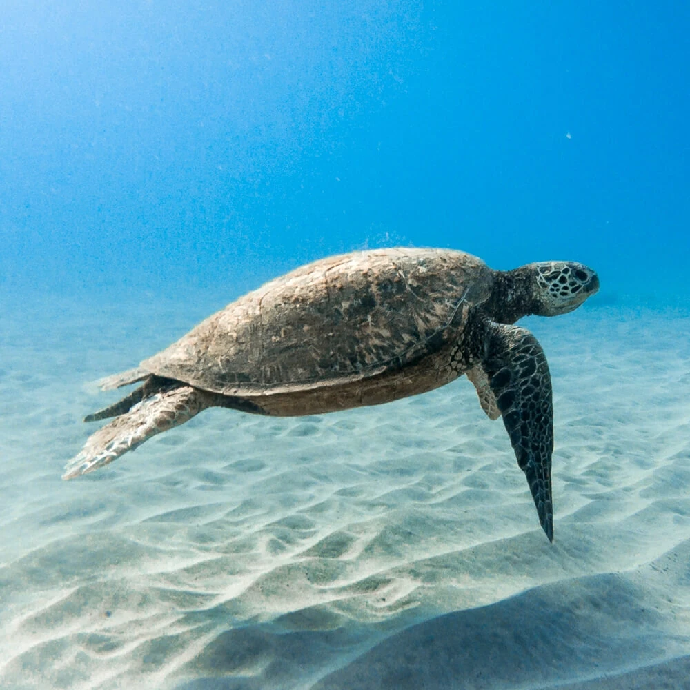 Kemp's Ridley Sea Turtle | Cards, the Universe and Everything Wiki | Fandom