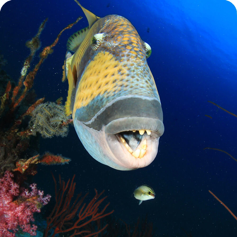 Titan Triggerfish | Cards, the Universe and Everything Wiki | Fandom