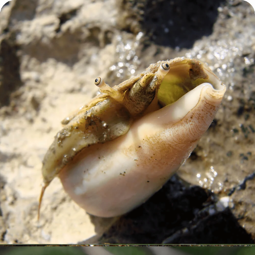 Cone Snail | Cards, the Universe and Everything Wiki | Fandom