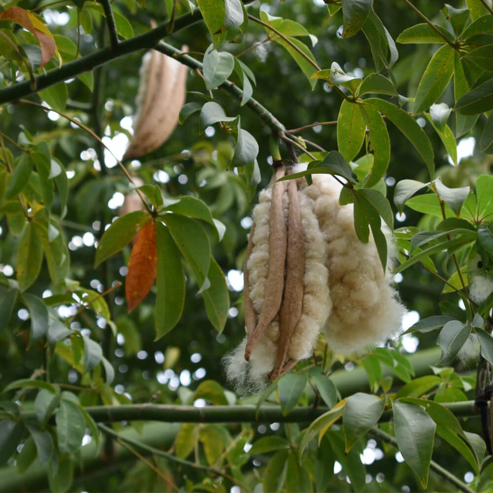 Kapok | Cards, the Universe and Everything Wiki | Fandom