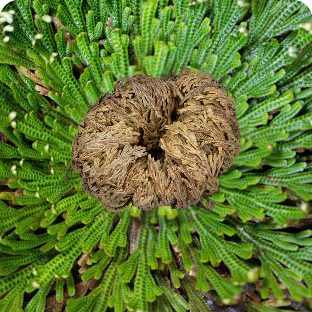 Rose of Jericho | Cards, the Universe and Everything Wiki | Fandom