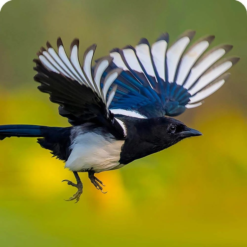 Eurasian Magpie | Cards, the Universe and Everything Wiki | Fandom