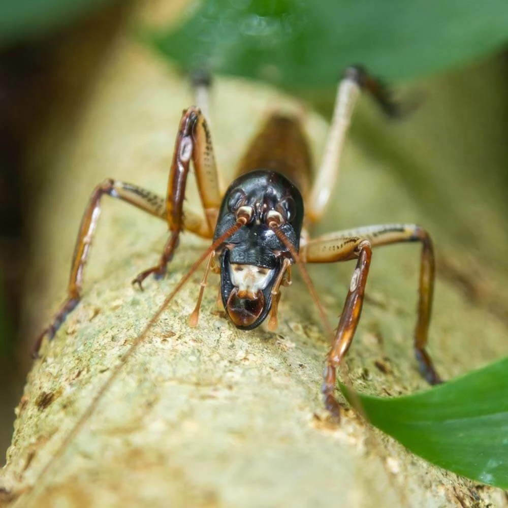 Giant Weta | Cards, the Universe and Everything Wiki | Fandom