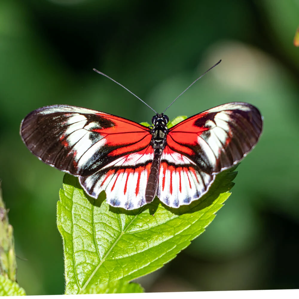Postman Butterfly