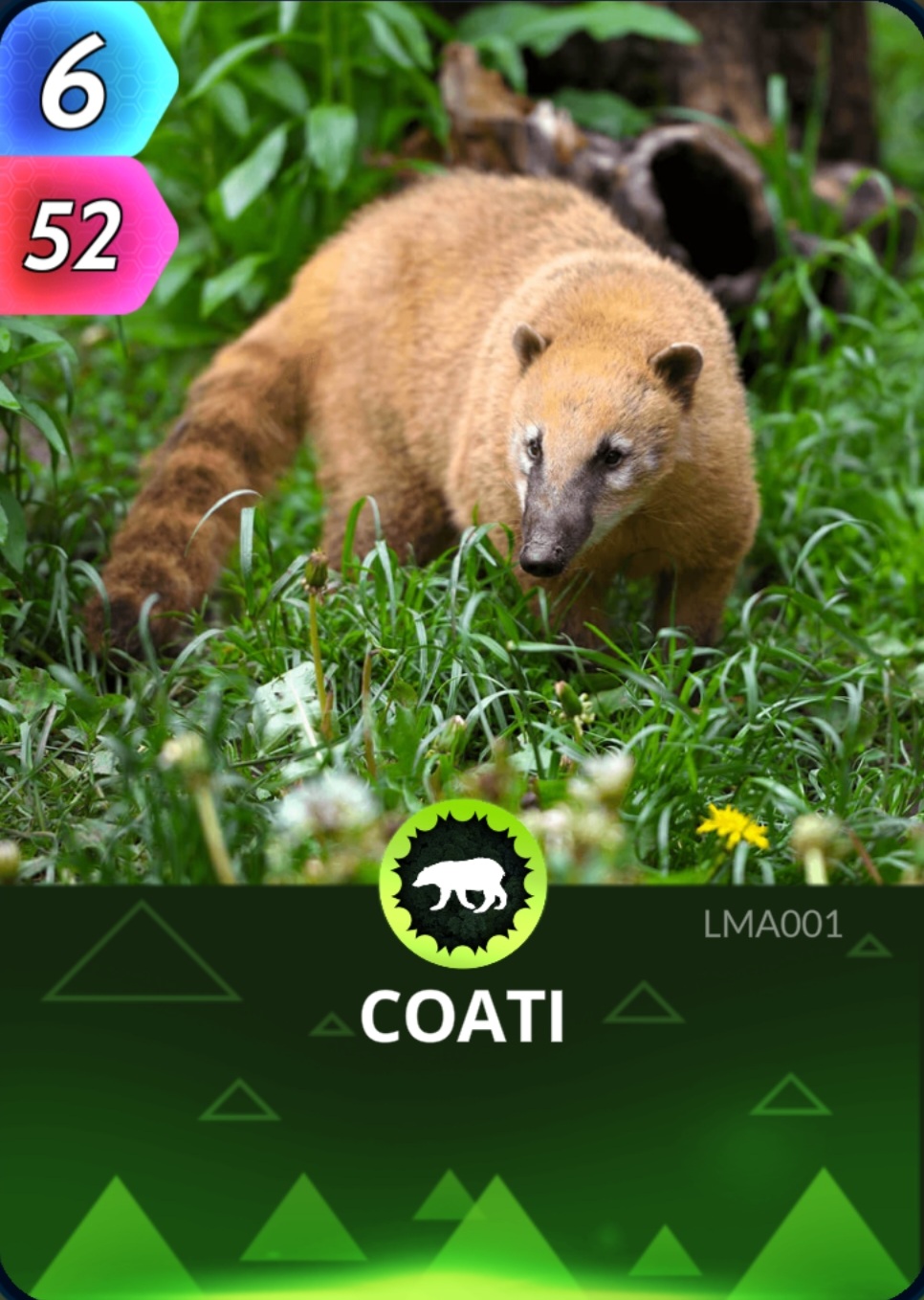 Coati Cards The Universe And Everything Wiki Fandom