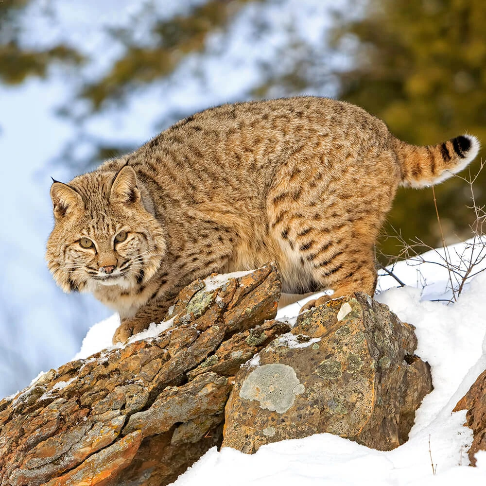 Bobcat | Cards, the Universe and Everything Wiki | Fandom