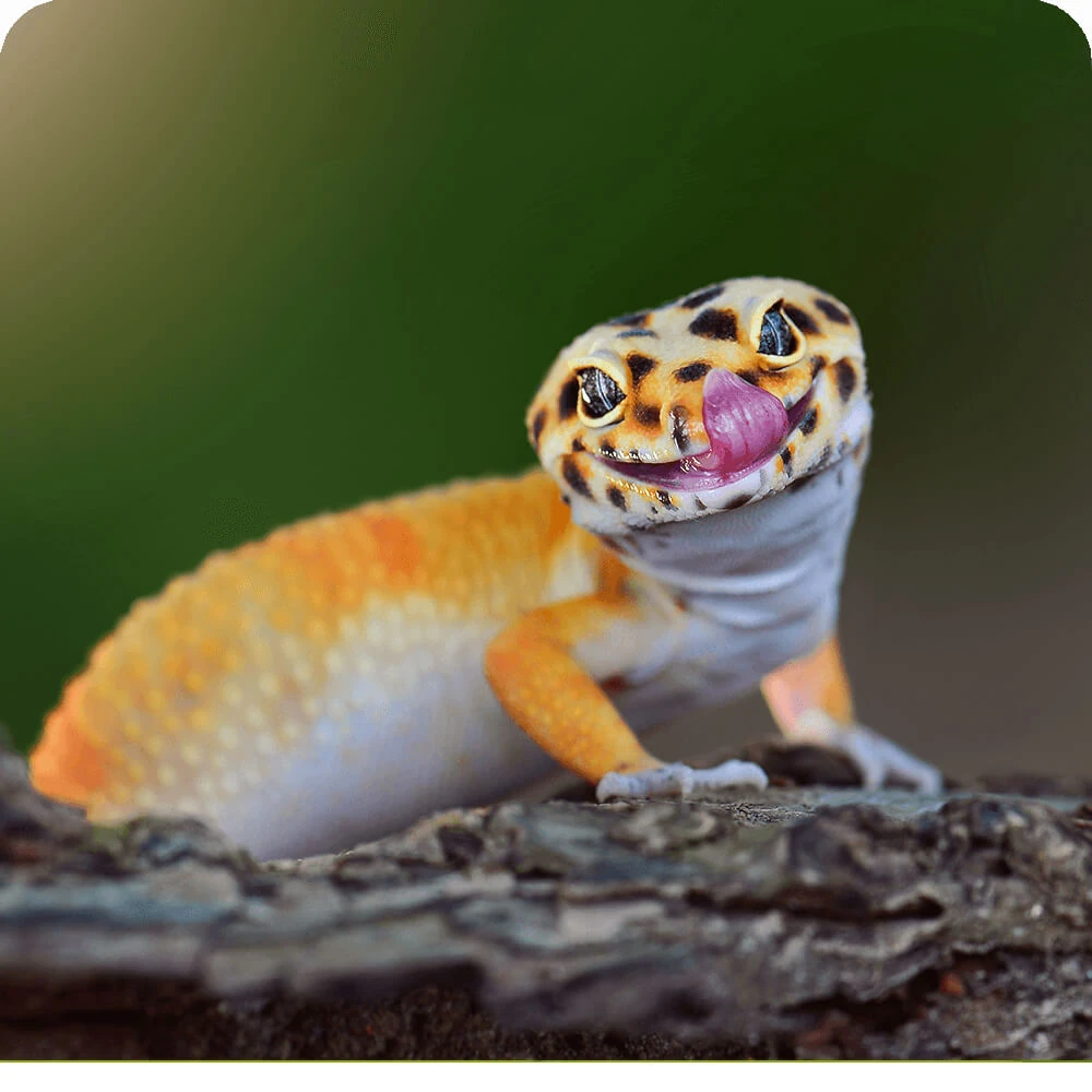 Leopard Gecko | Cards, the Universe and Everything Wiki | Fandom