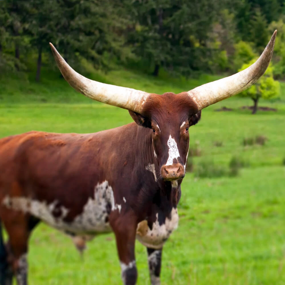 Ankole-Watusi Cow | Cards, the Universe and Everything Wiki | Fandom