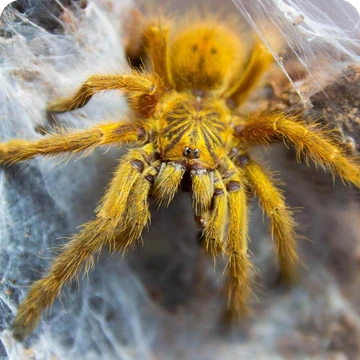 orange baboon tarantula bite