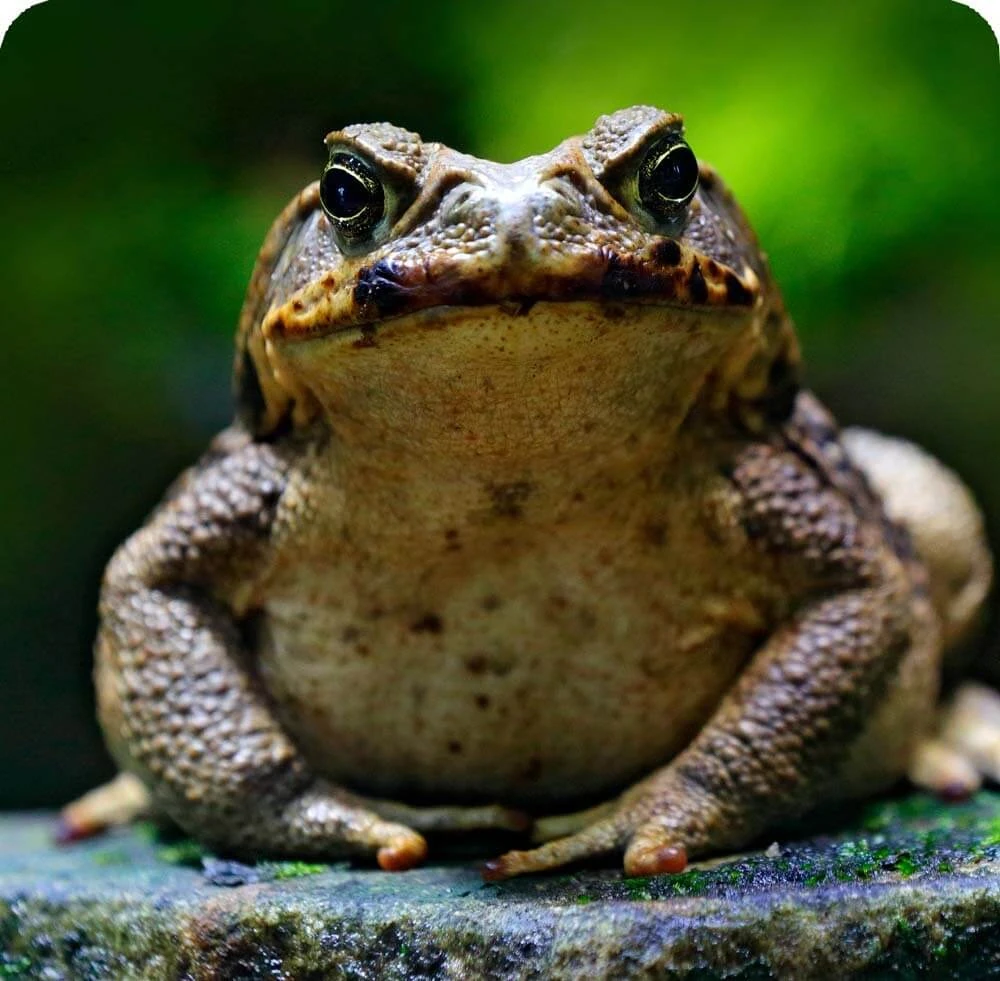 Cane Toad | Cards, the Universe and Everything Wiki | Fandom