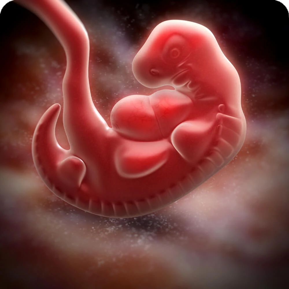 The Inner Fish | Cards, the Universe and Everything Wiki | Fandom