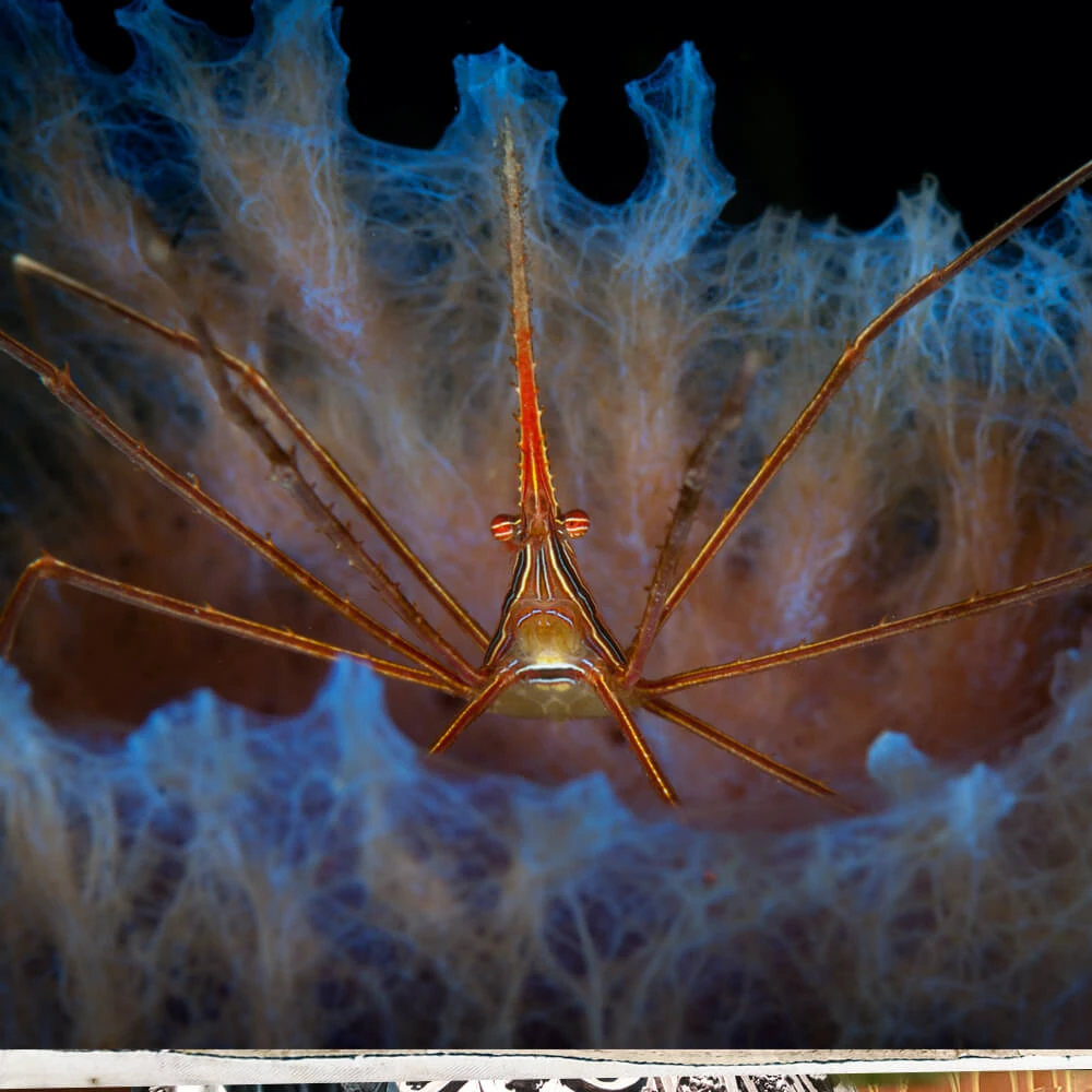 Arrowhead Crab | Cards, the Universe and Everything Wiki | Fandom