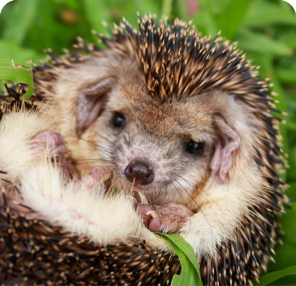 Long-Eared Hedgehog | Cards, the Universe and Everything Wiki | Fandom