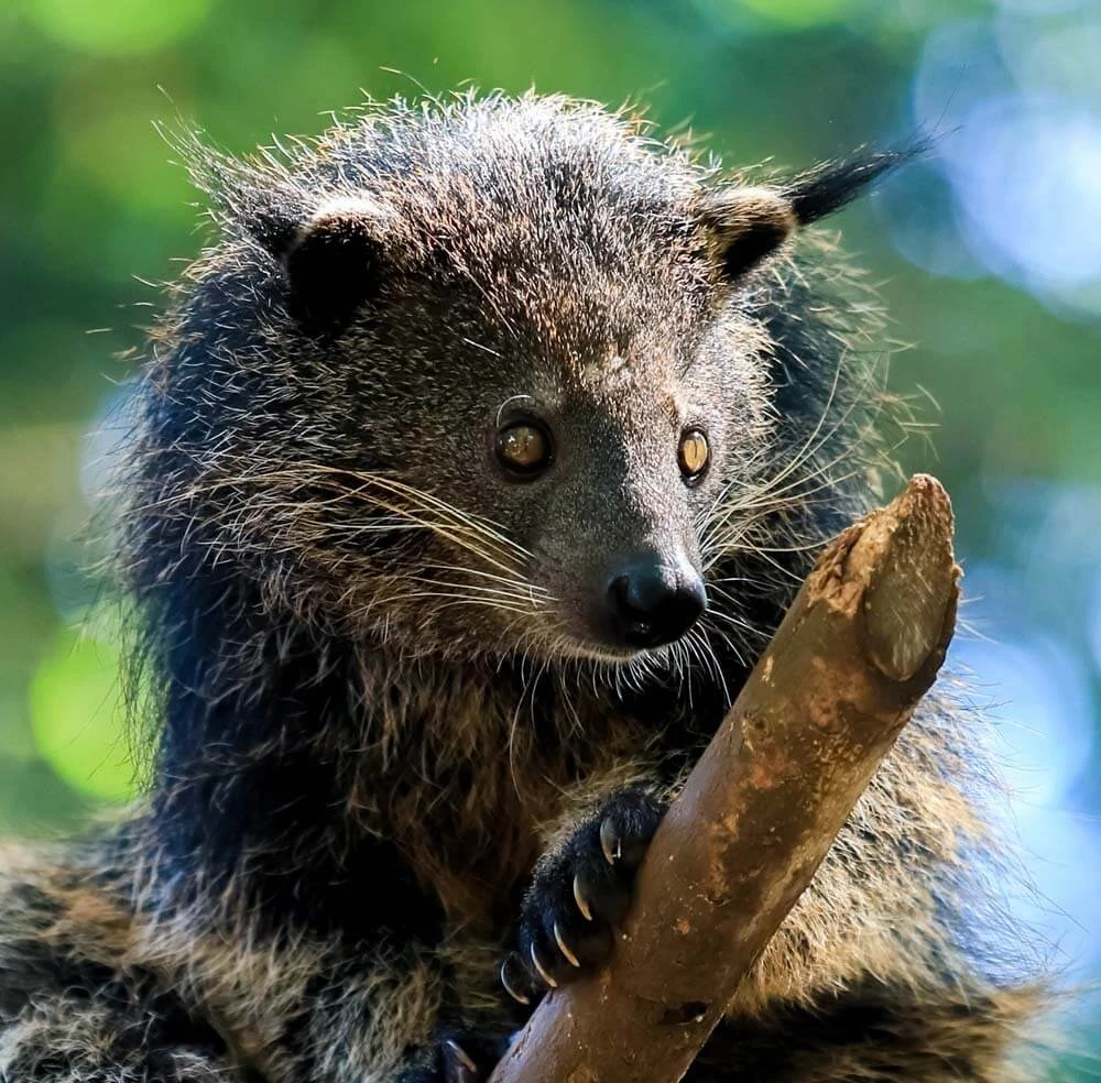 Binturong | Cards, the Universe and Everything Wiki | Fandom