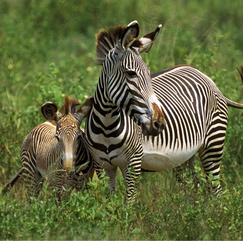 Grévy's Zebra | Cards, the Universe and Everything Wiki | Fandom