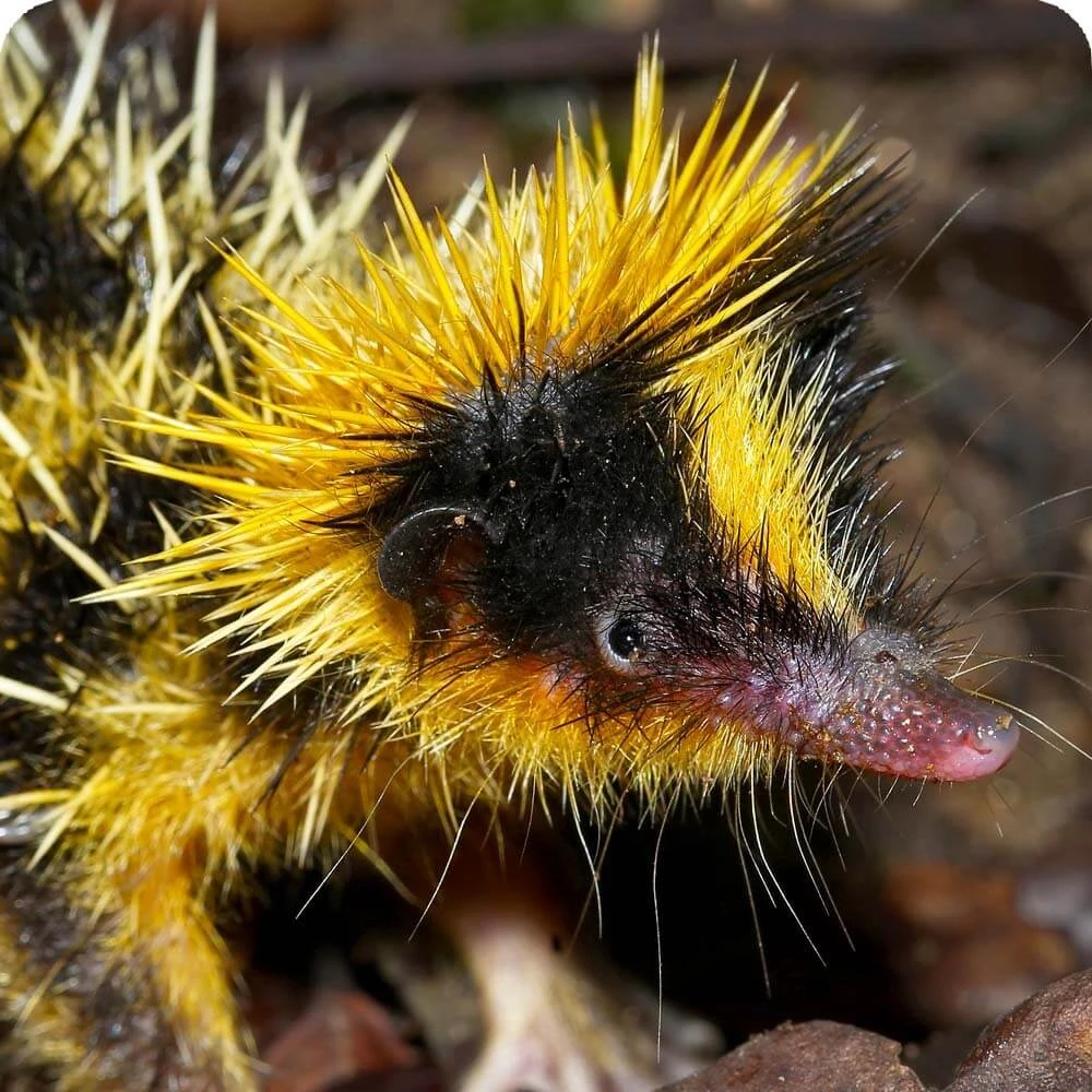 Lowland Streaked Tenrec | Cards, the Universe and Everything Wiki | Fandom