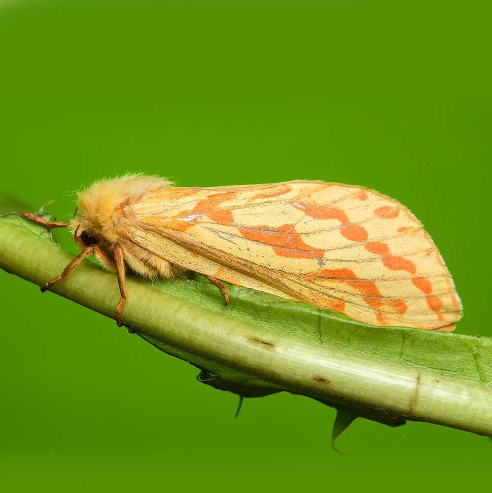 Ghost Moth | Cards, the Universe and Everything Wiki | Fandom