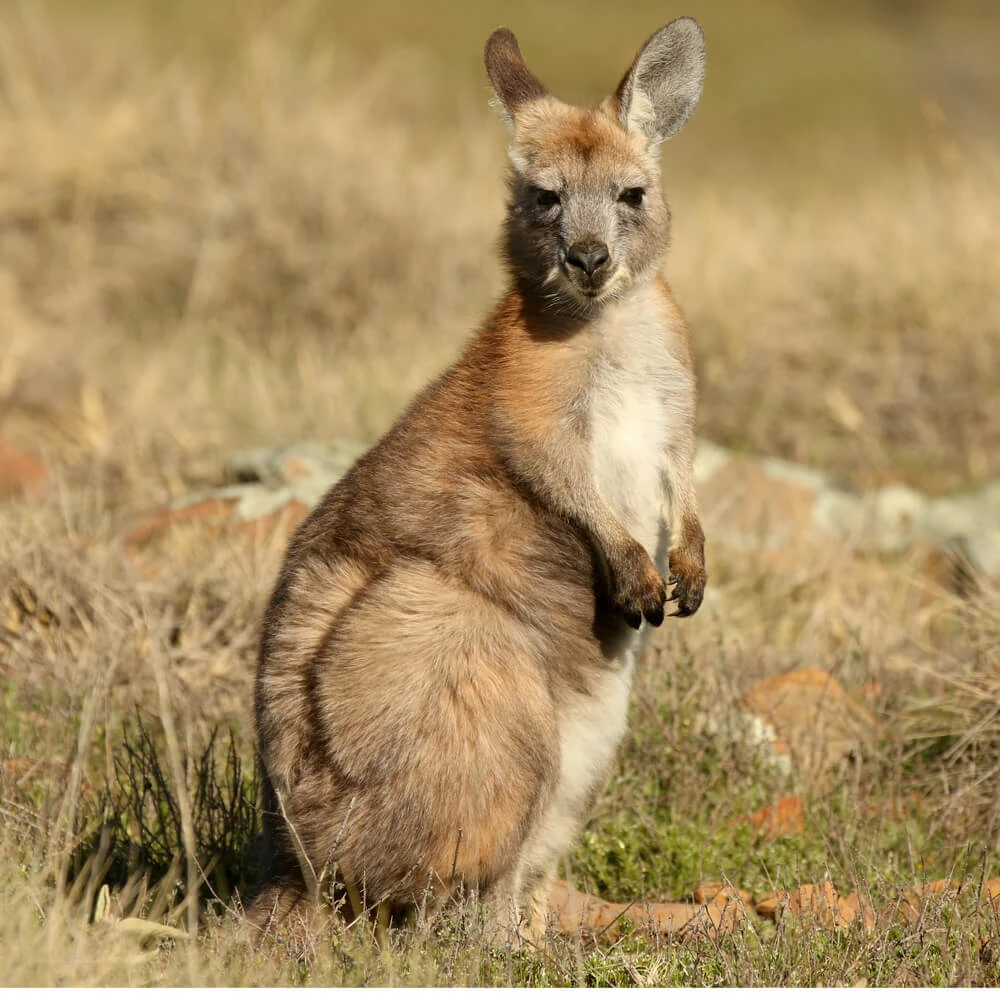 Wallaroo | Cards, the Universe and Everything Wiki | Fandom