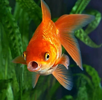 Goldfish | Cards, the Universe and Everything Wiki | Fandom