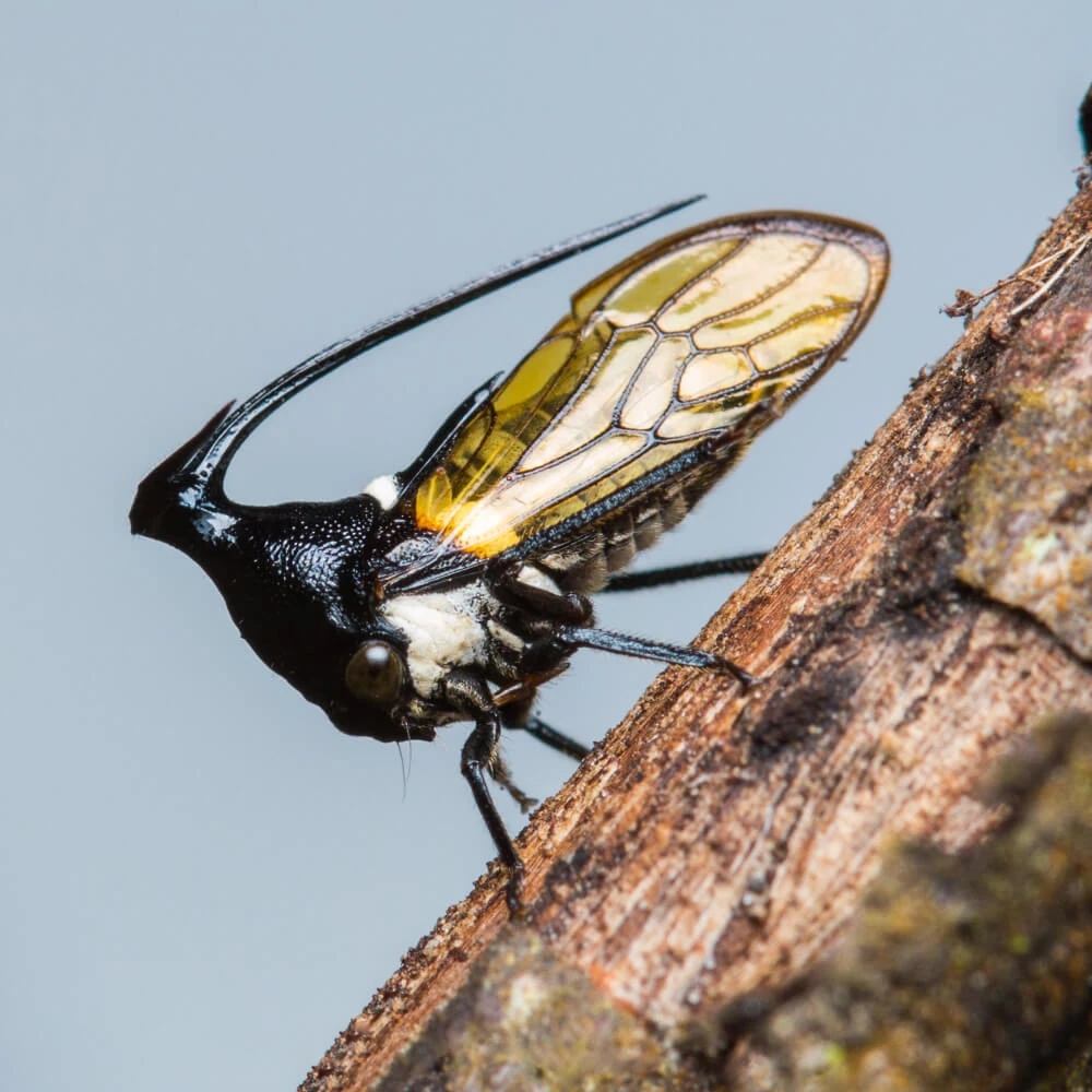 Treehopper | Cards, the Universe and Everything Wiki | Fandom