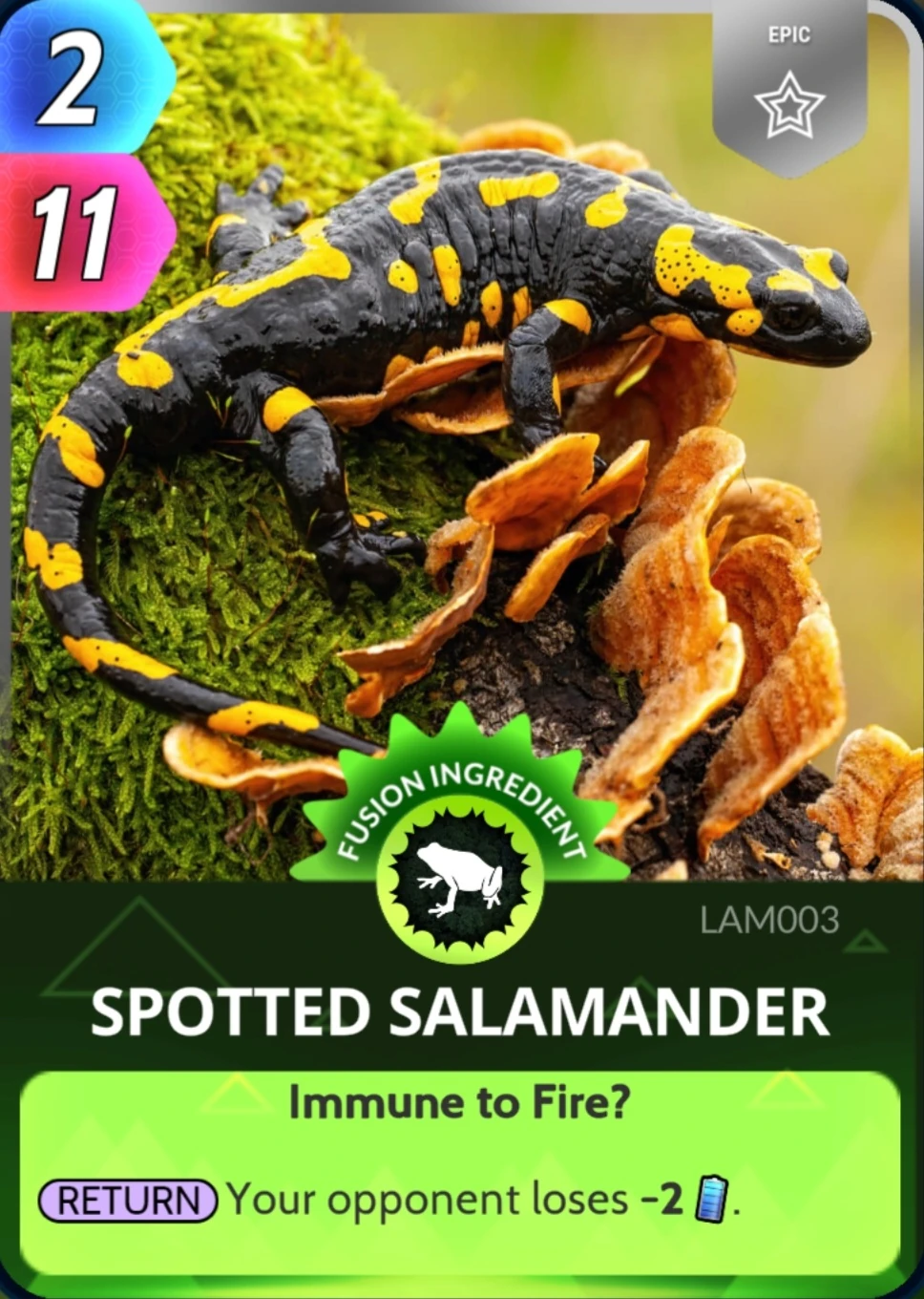 Spotted Salamander | Cards, the Universe and Everything Wiki | Fandom