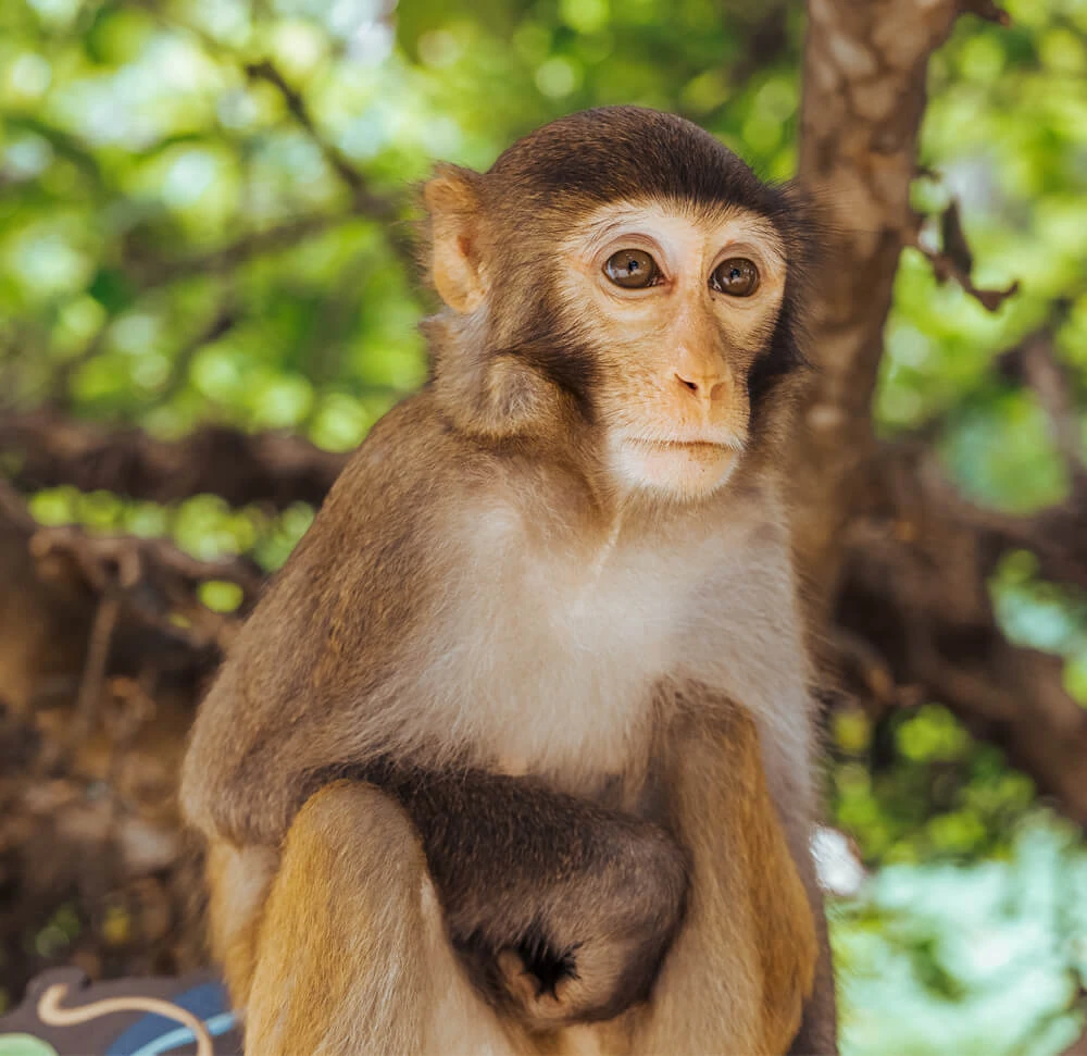 Rhesus Macaque | Cards, the Universe and Everything Wiki | Fandom