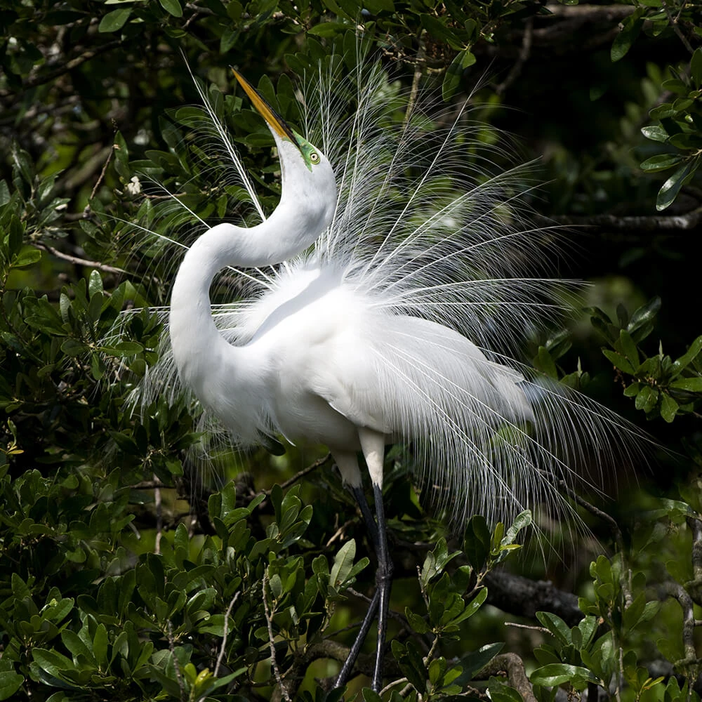 Great Egret | Cards, the Universe and Everything Wiki | Fandom