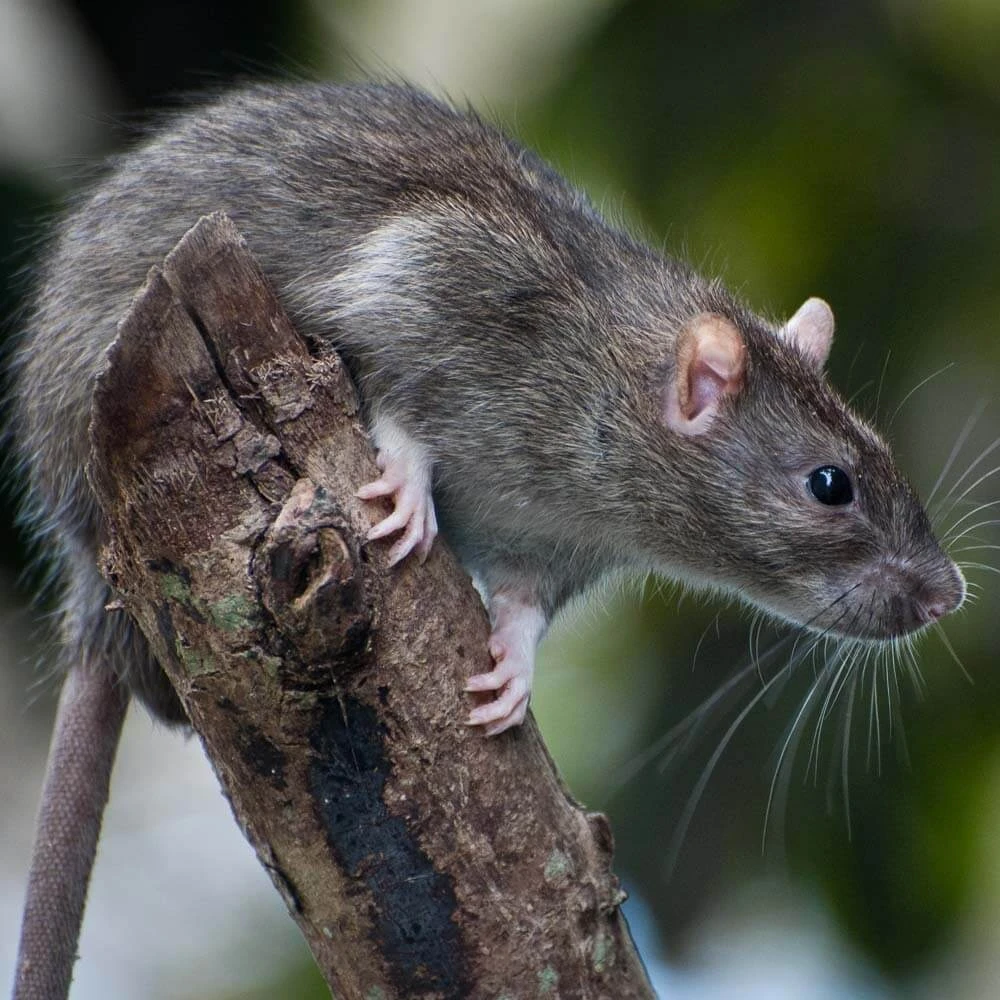 Brown Rat | Cards, the Universe and Everything Wiki | Fandom