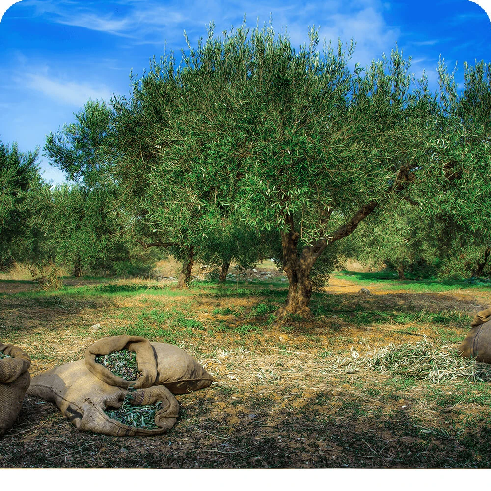 Olive Trees | Cards, the Universe and Everything Wiki | Fandom