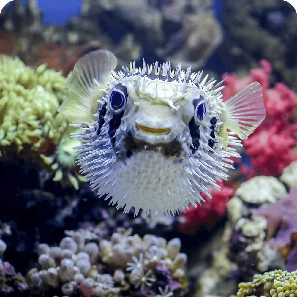 Puffer Fish | Cards, the Universe and Everything Wiki | Fandom