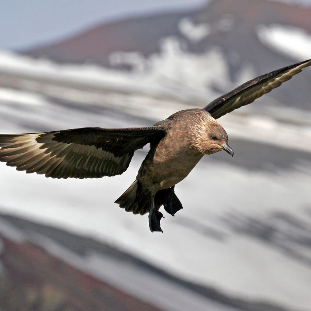 Skua | Cards, the Universe and Everything Wiki | Fandom