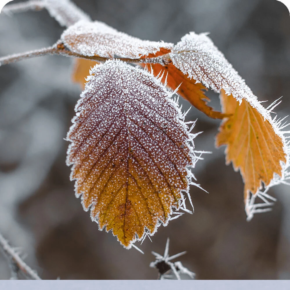 Frost | Cards, the Universe and Everything Wiki | Fandom