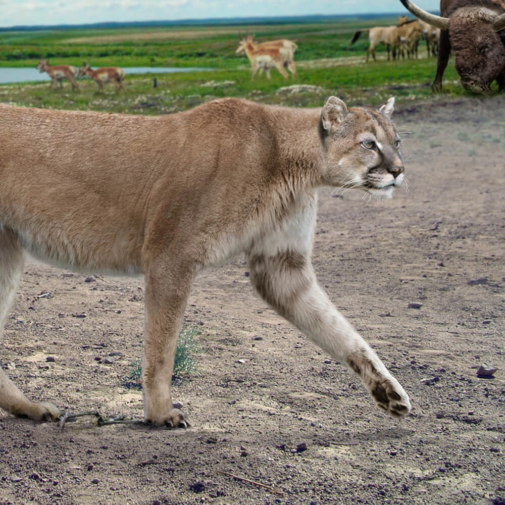 American Cheetah | Cards, the Universe and Everything Wiki | Fandom