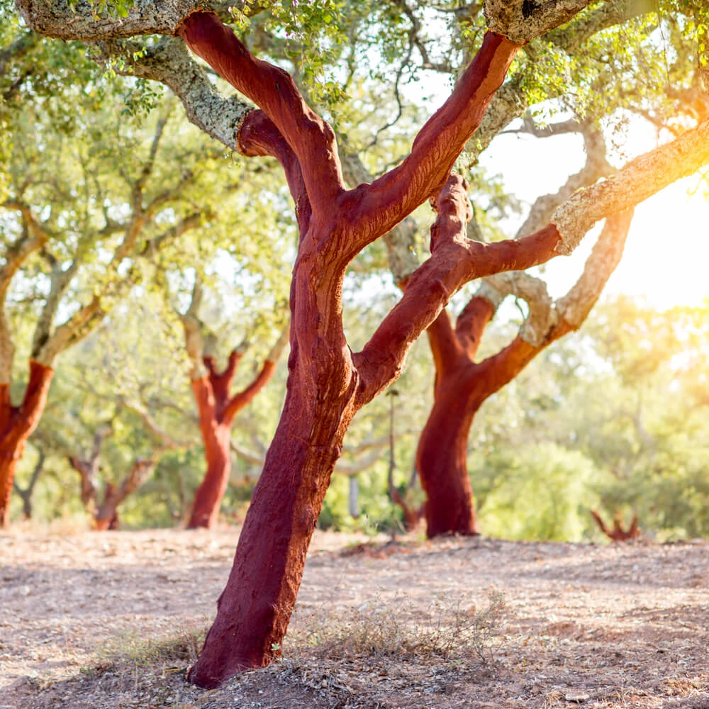 Cork Tree | Cards, the Universe and Everything Wiki | Fandom