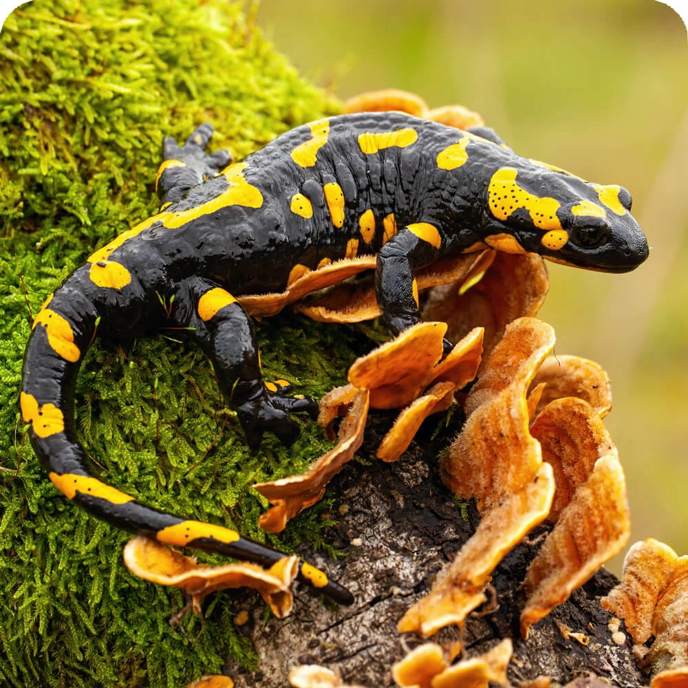 Spotted Salamander | Cards, the Universe and Everything Wiki | Fandom