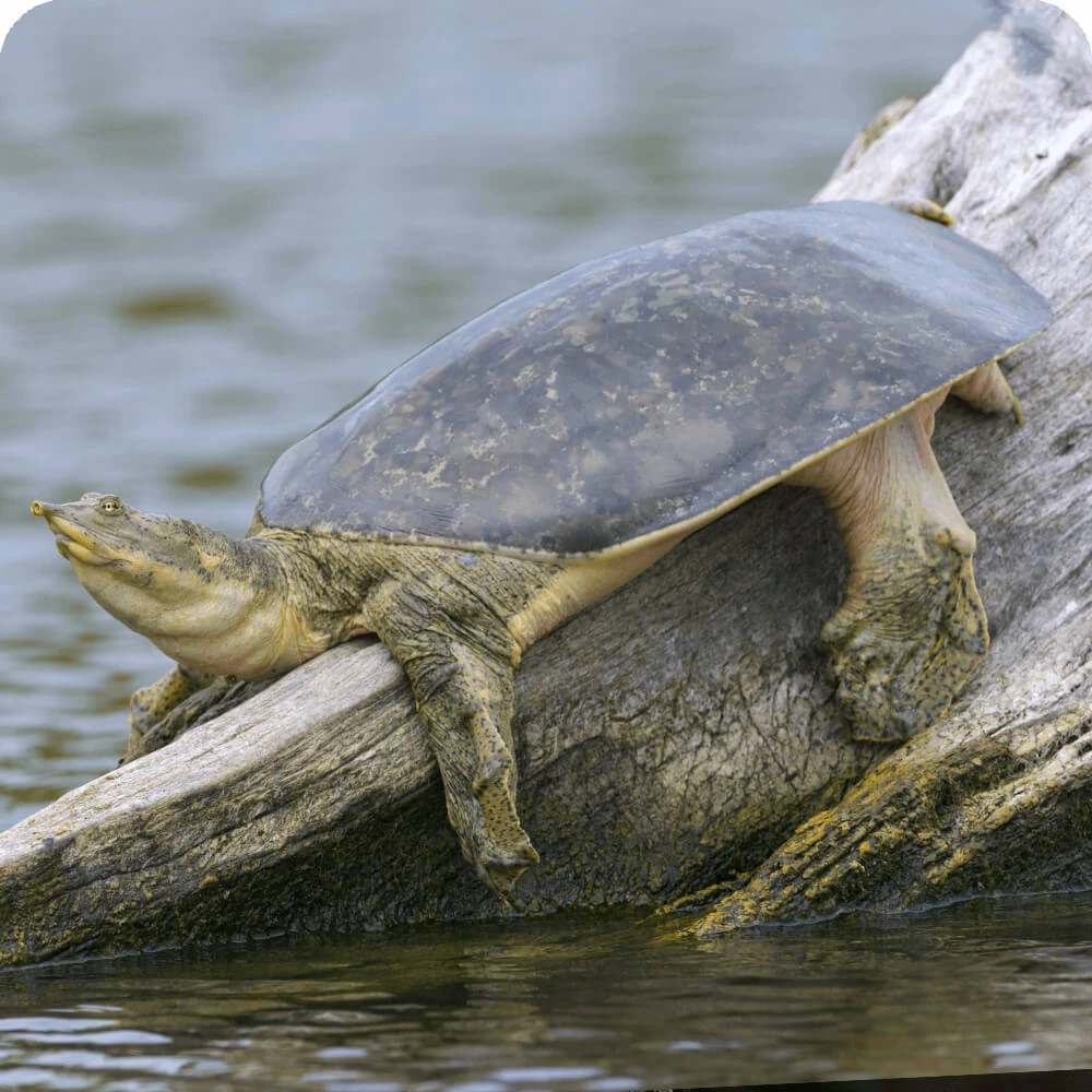 Softshell Turtle | Cards, the Universe and Everything Wiki | Fandom