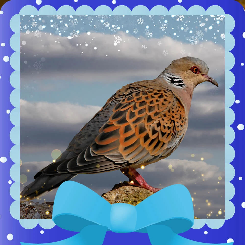 Turtle Dove | Cards, the Universe and Everything Wiki | Fandom