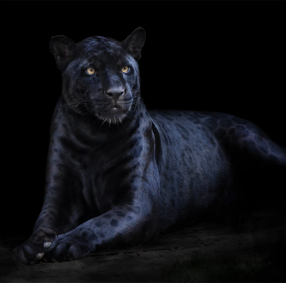 Black Panther | Cards, the Universe and Everything Wiki | Fandom