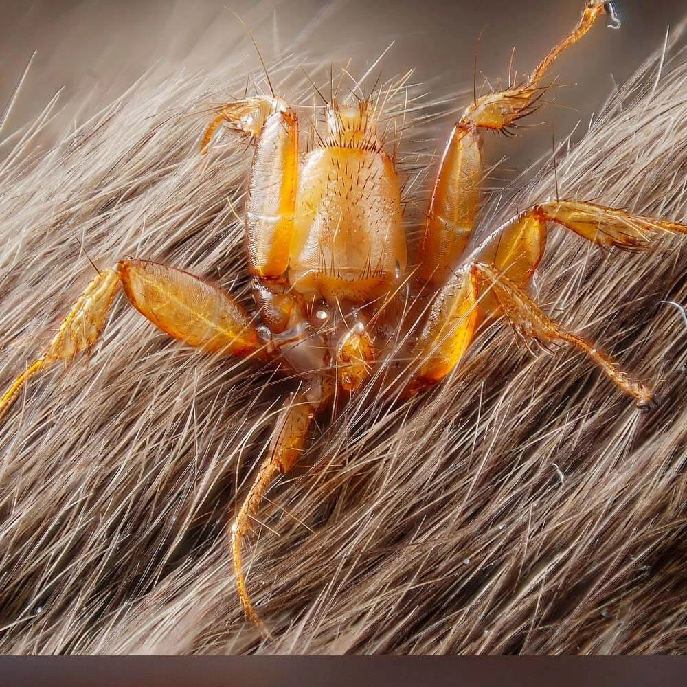 Bat Flies | Cards, the Universe and Everything Wiki | Fandom