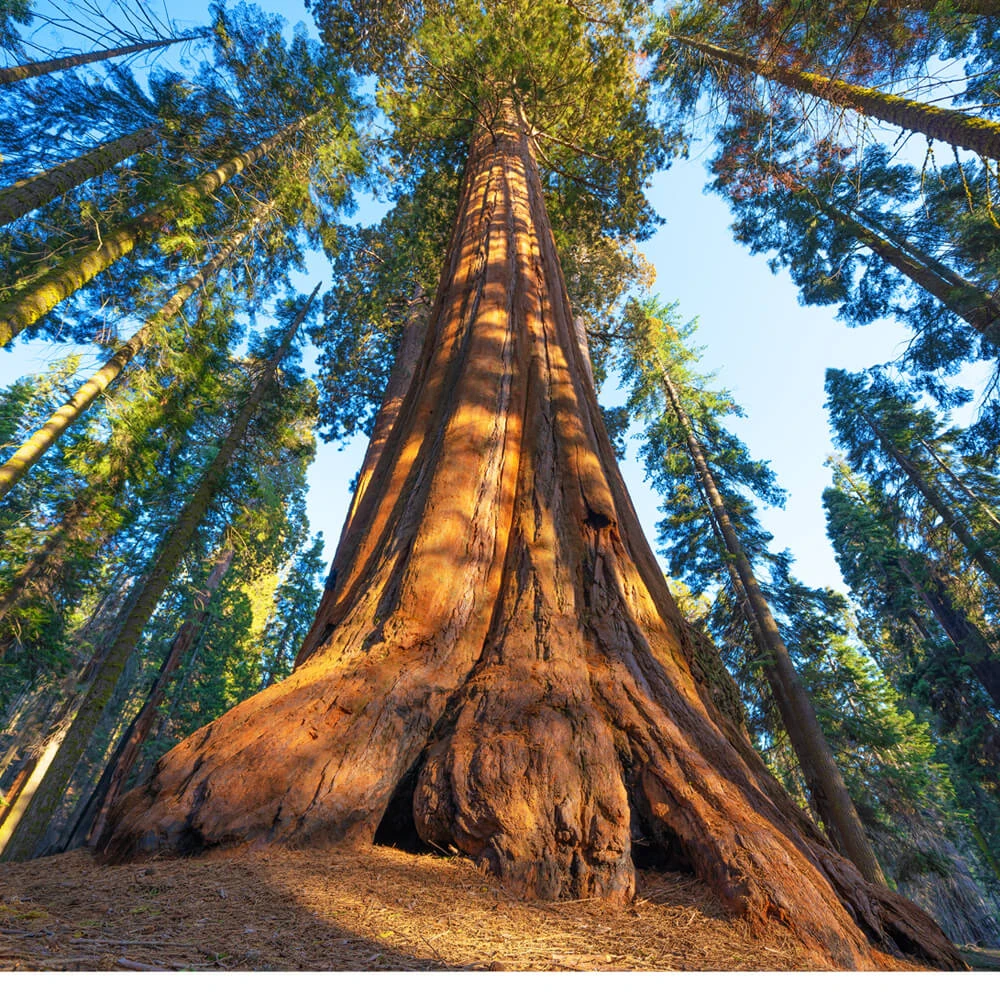 General Sherman | Cards, the Universe and Everything Wiki | Fandom