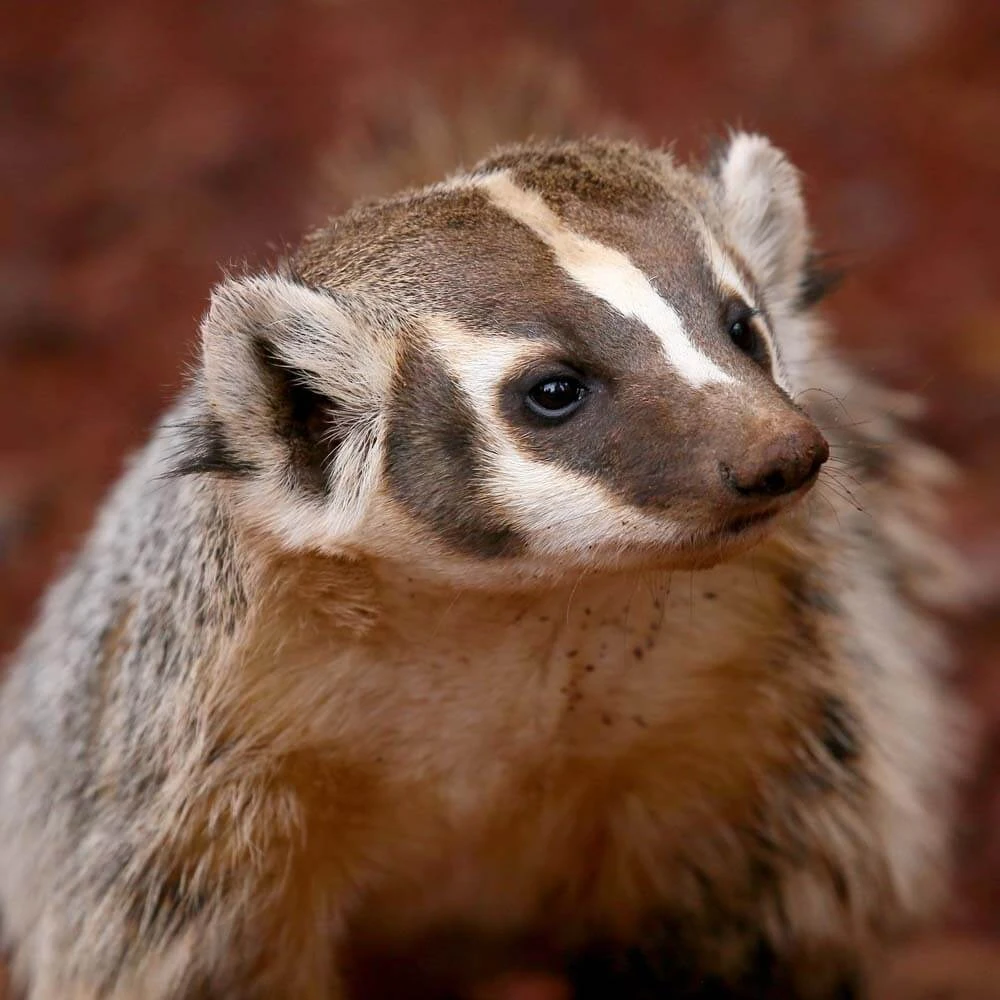 American Badger | Cards, the Universe and Everything Wiki | Fandom