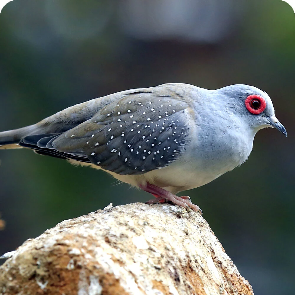 Diamond Dove | Cards, the Universe and Everything Wiki | Fandom