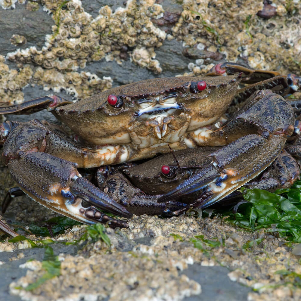 Velvet Crab | Cards, the Universe and Everything Wiki | Fandom