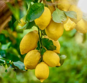 Lemon Tree | Cards, the Universe and Everything Wiki | Fandom